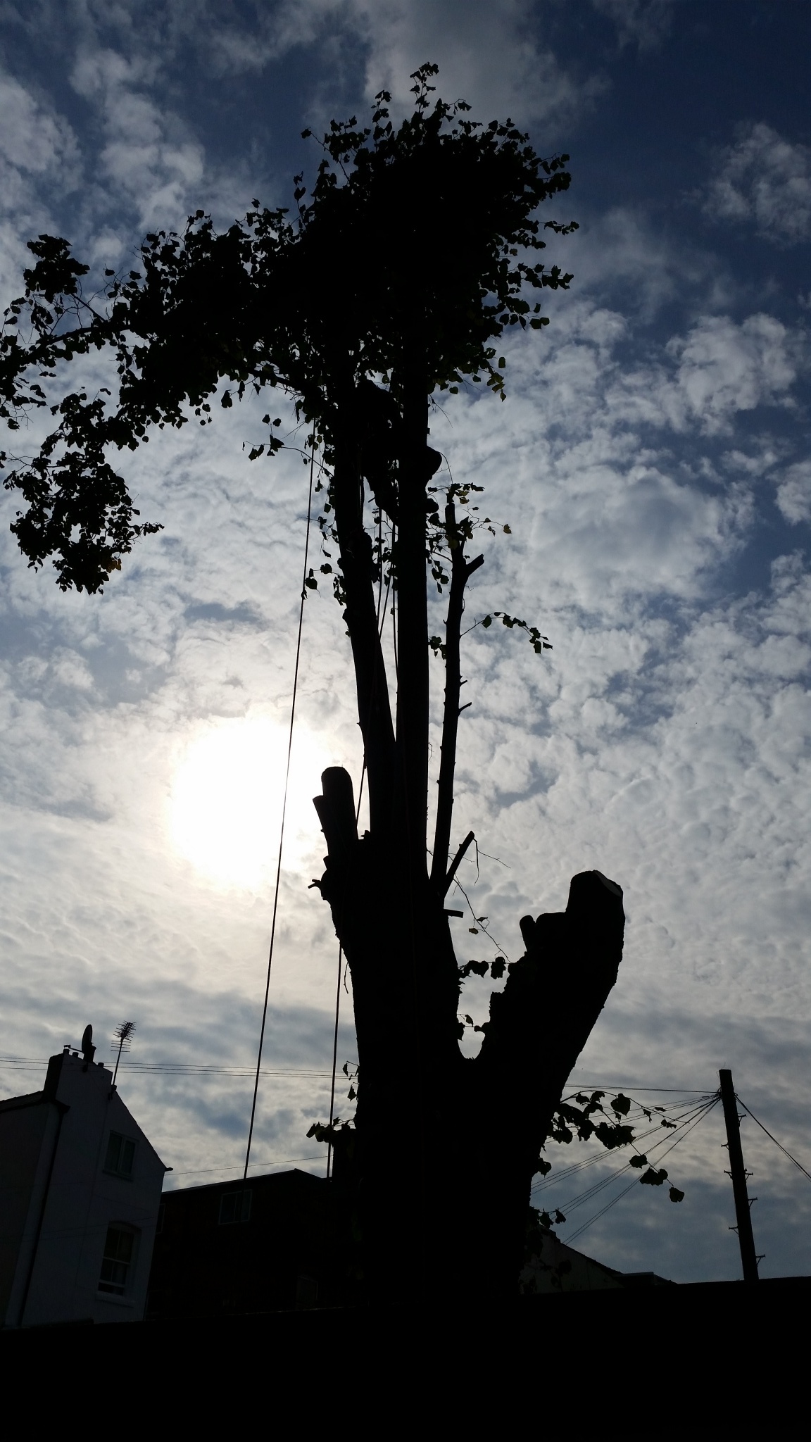Gallery | Absolute Tree Care And Gardens