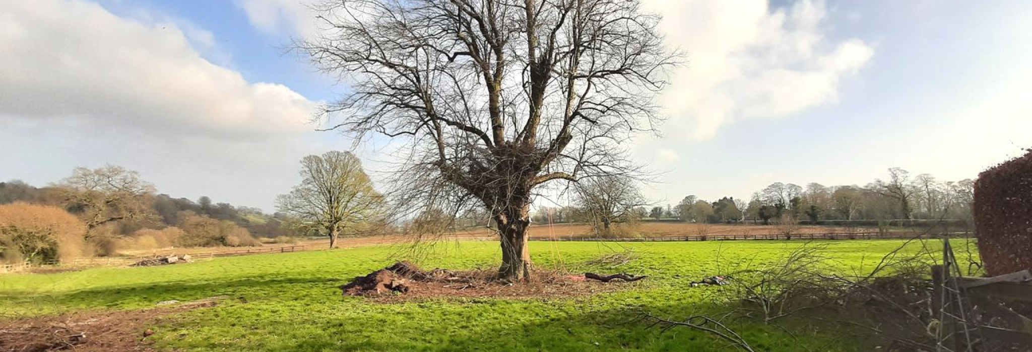Absolute Tree Care and Gardens Chester