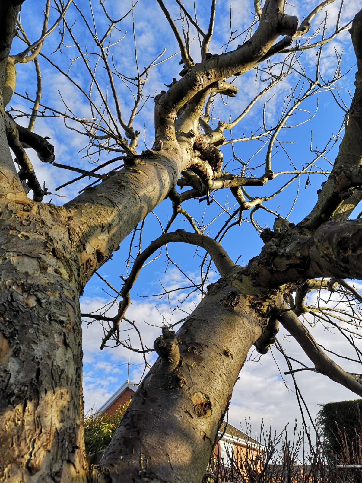 Deadwooding | Absolute Tree Care And Gardens
